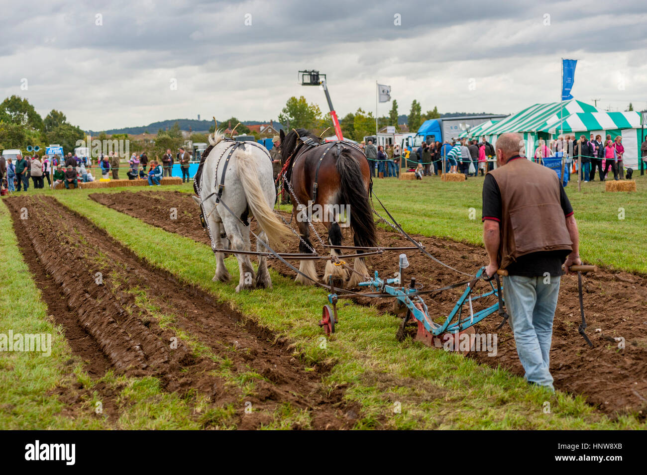Plough horses at a ploughing match at Cliffe Near Gravesend Kent Stock ...