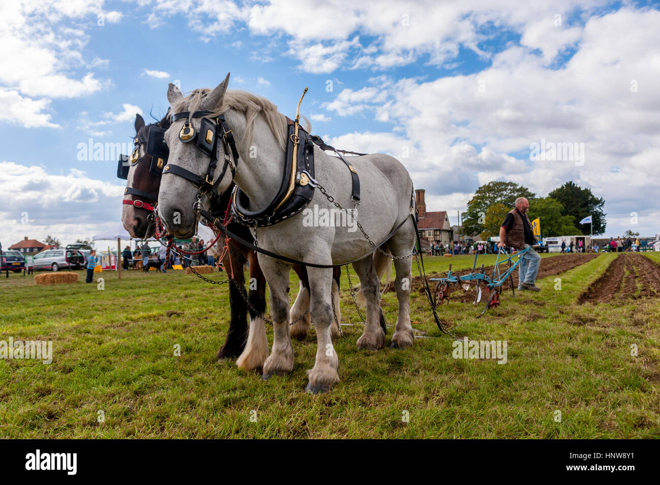 Plough horses at a ploughing match at Cliffe Near Gravesend Kent Stock ...