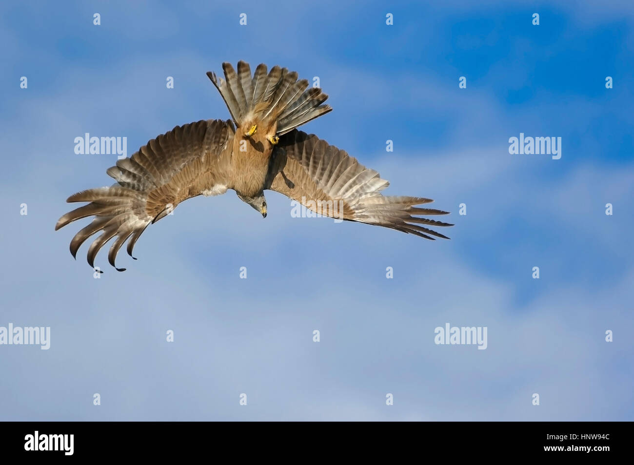 Black Milan in the flight going hunting, Schwarzer Milan im Flug jagend ...