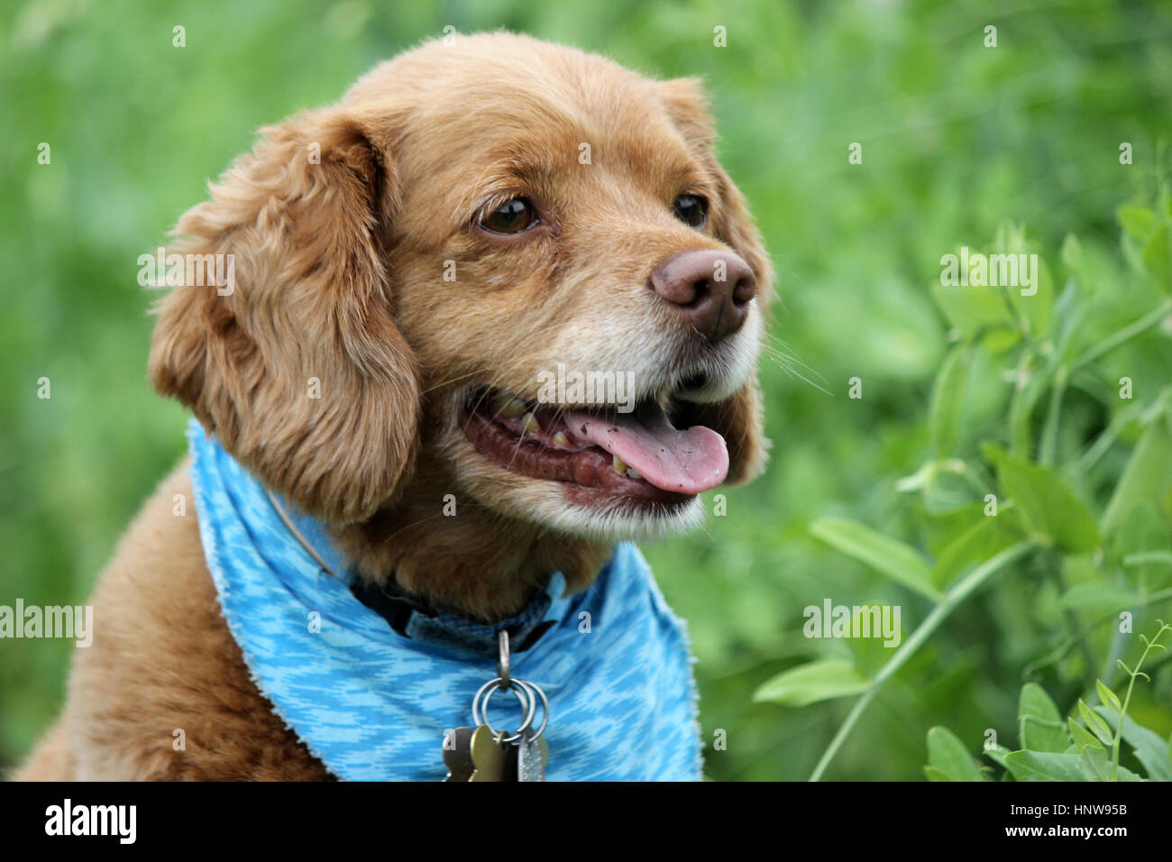Brown cockapoo hi-res stock photography and images - Alamy