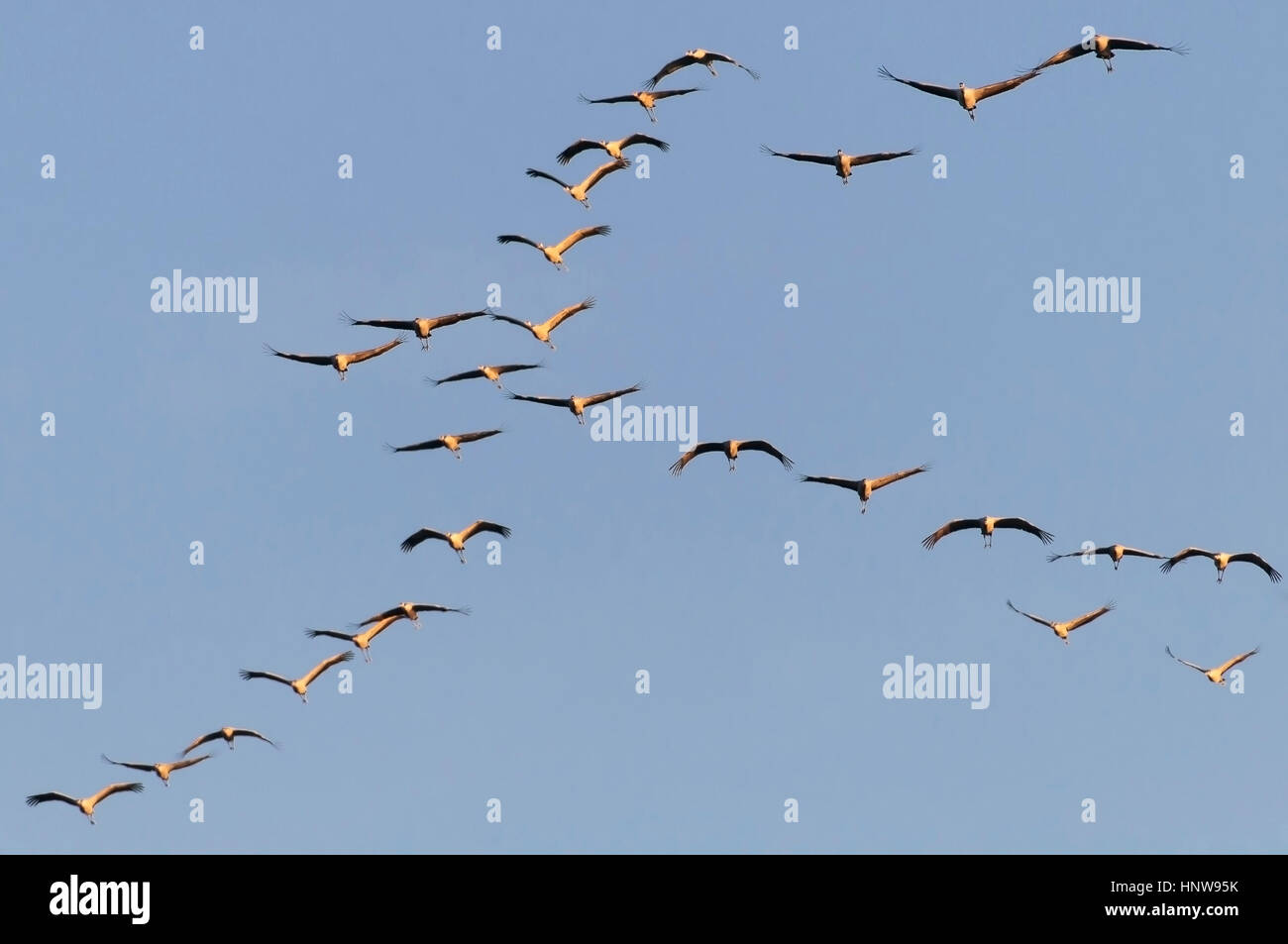 Crane, bird of the luck, Kranich, Vogel des Gluecks Stock Photo - Alamy