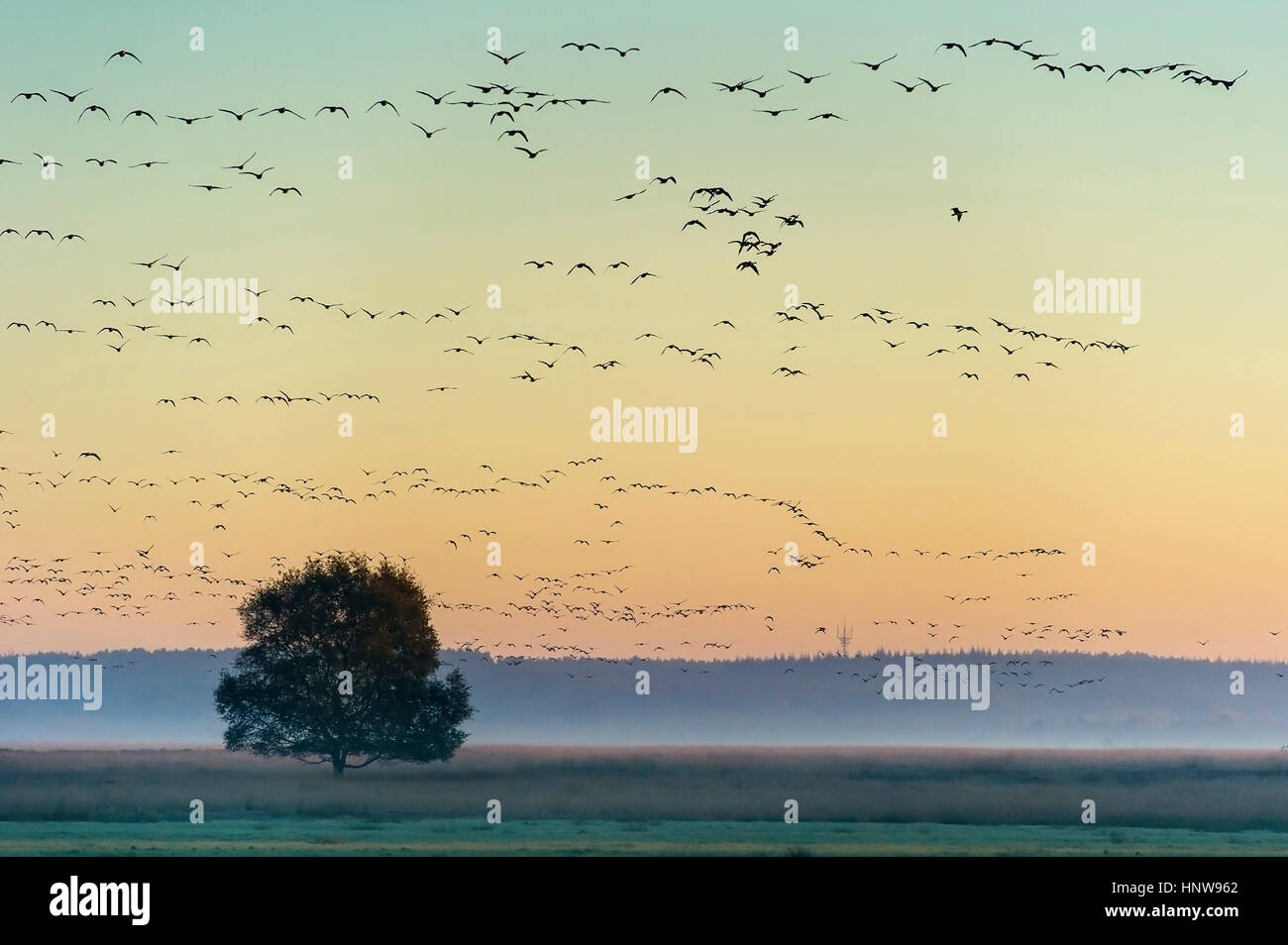 Crane, bird of the luck, Kranich, Vogel des Gluecks Stock Photo - Alamy