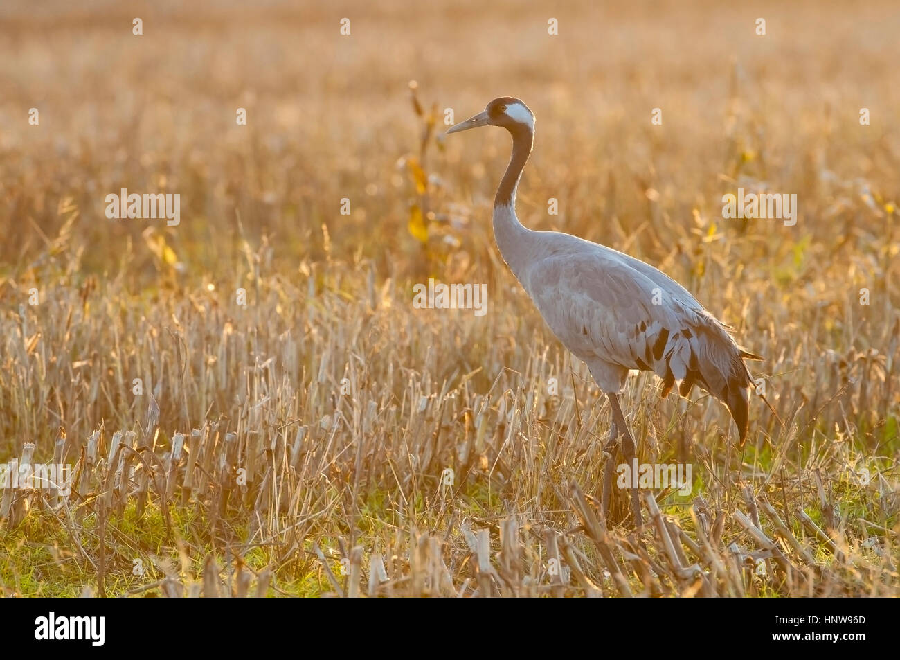 Crane, bird of the luck, Kranich, Vogel des Gluecks Stock Photo - Alamy