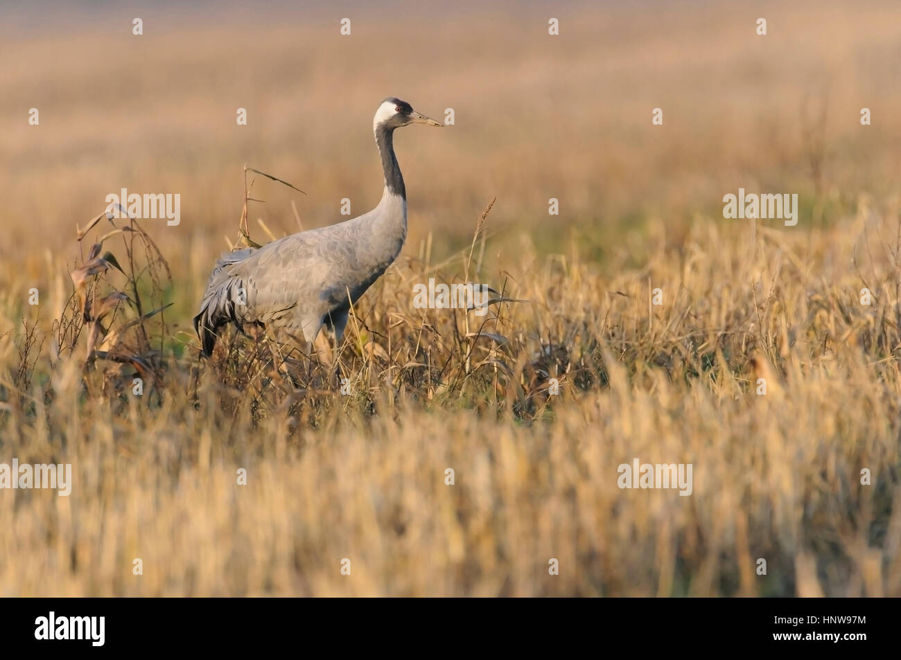 Crane, bird of the luck, Kranich, Vogel des Gluecks Stock Photo - Alamy