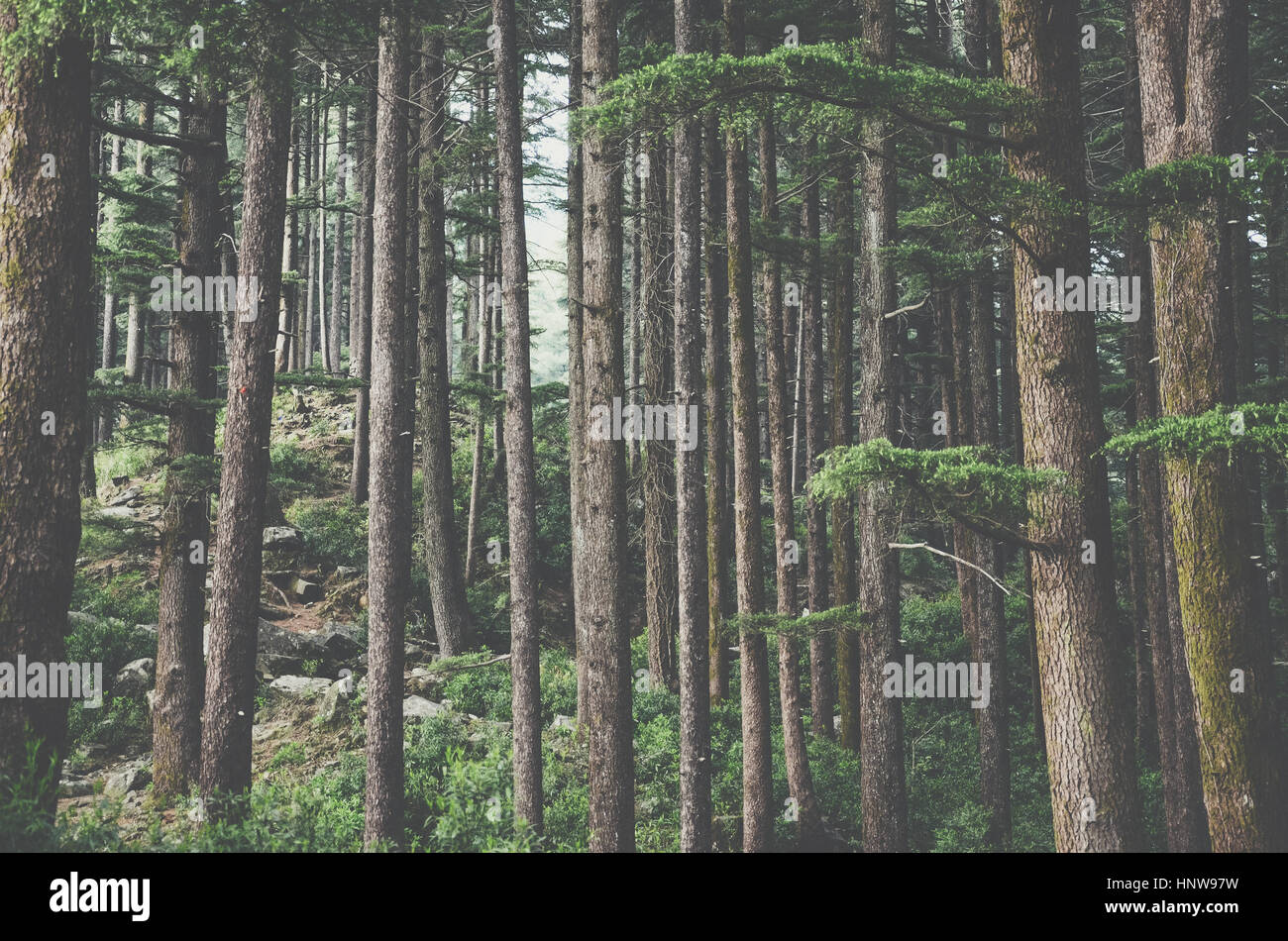 Deep forest with tall trees Stock Photo - Alamy