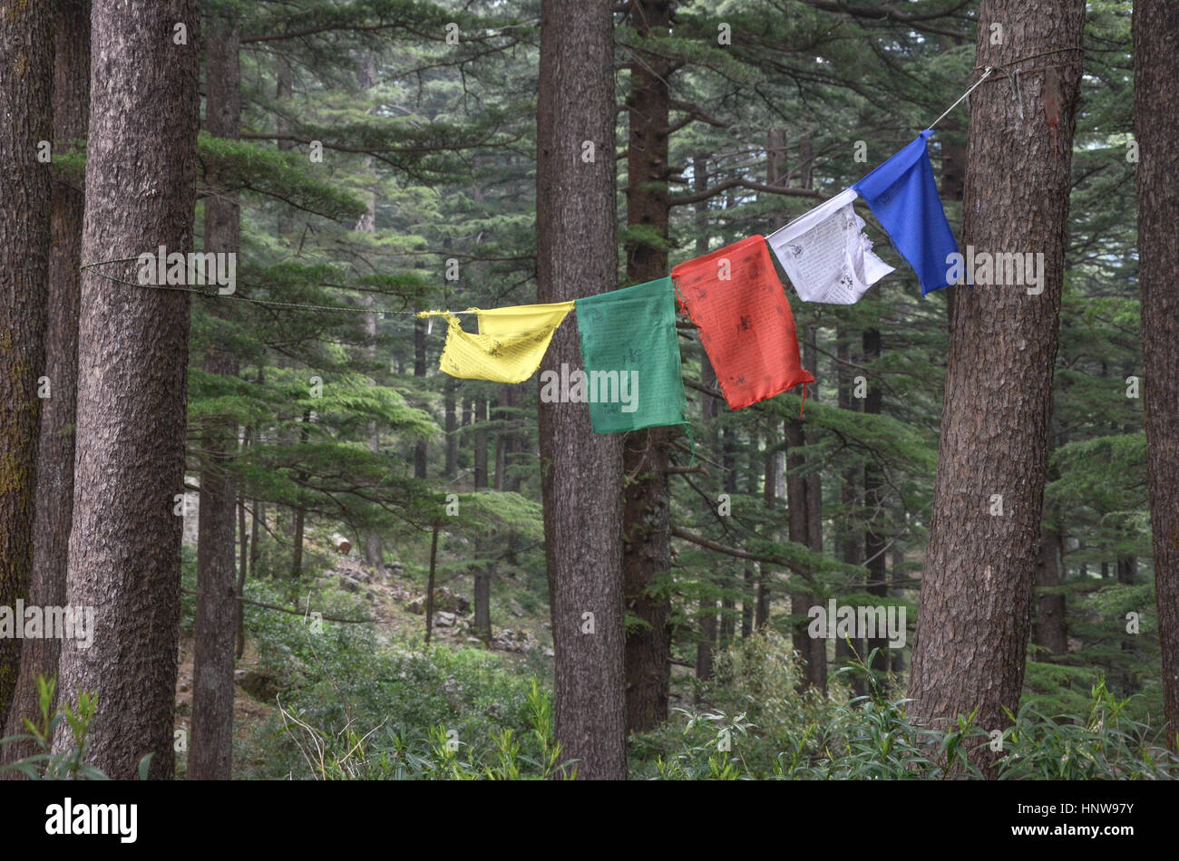tibetan prayer flag in Indian woodland Stock Photo - Alamy