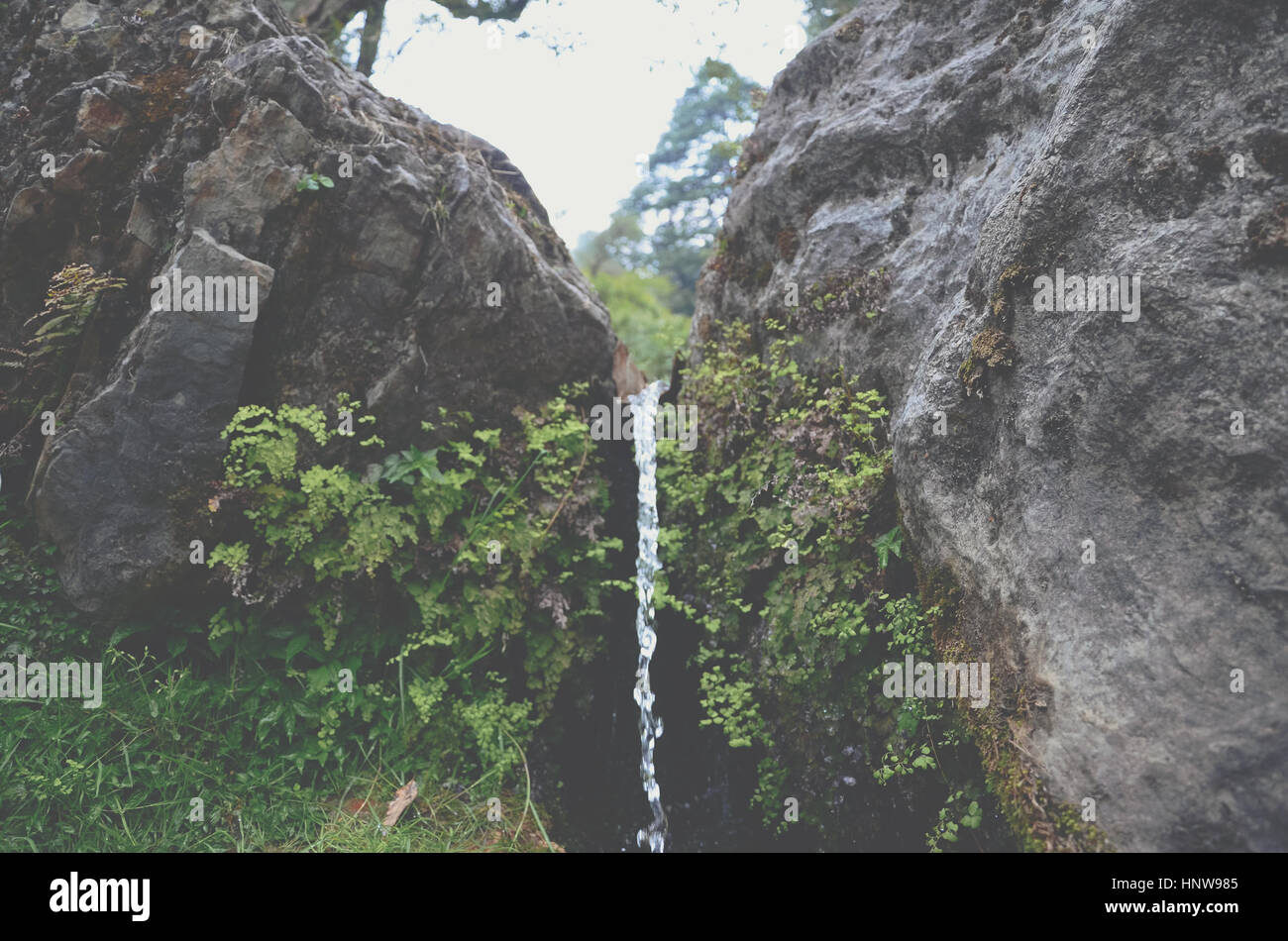 freshwater stream by lush green growth Stock Photo - Alamy
