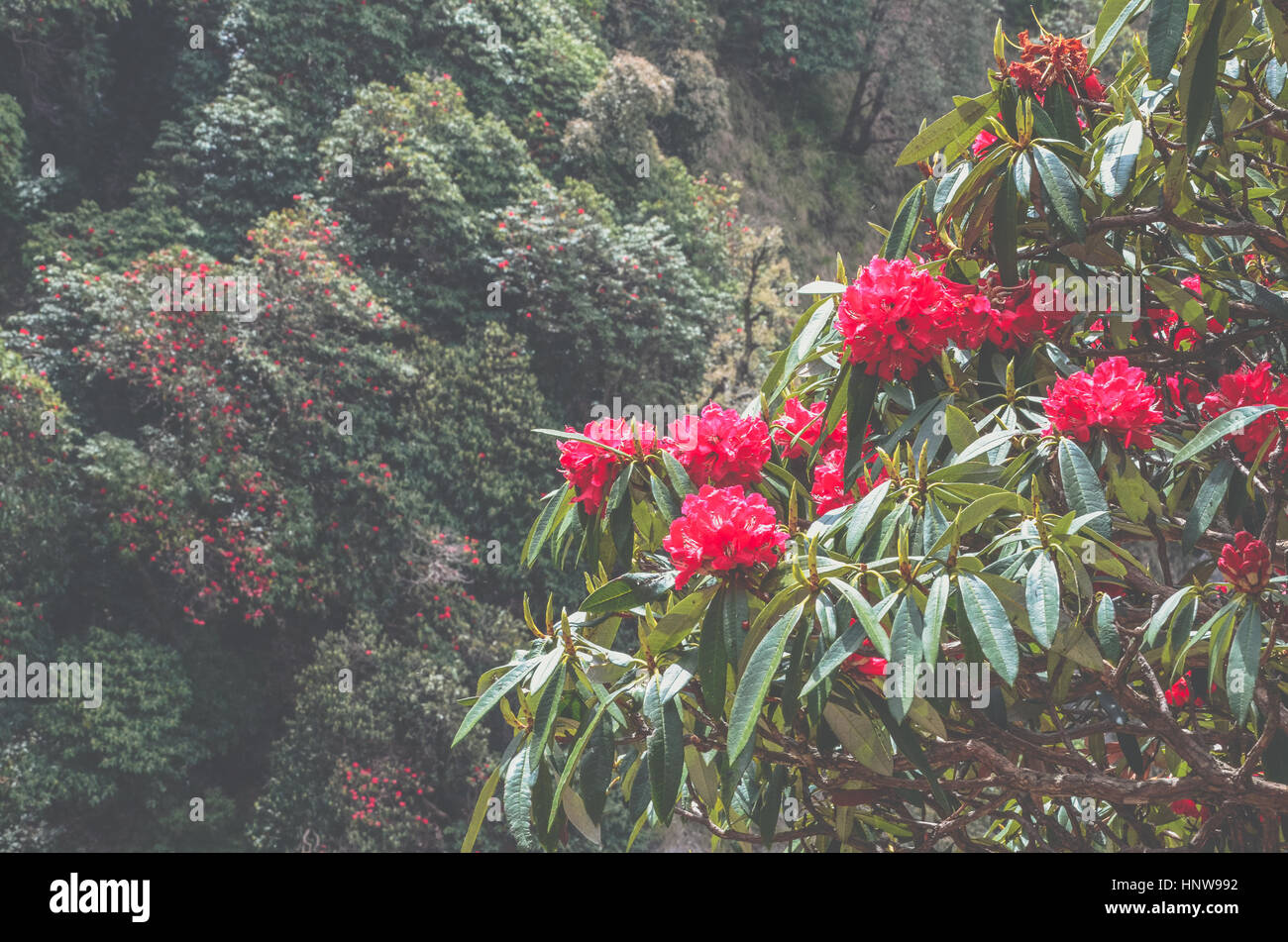 Flowering Rhododendron Tree in Indian Himalayas Stock Photo - Alamy