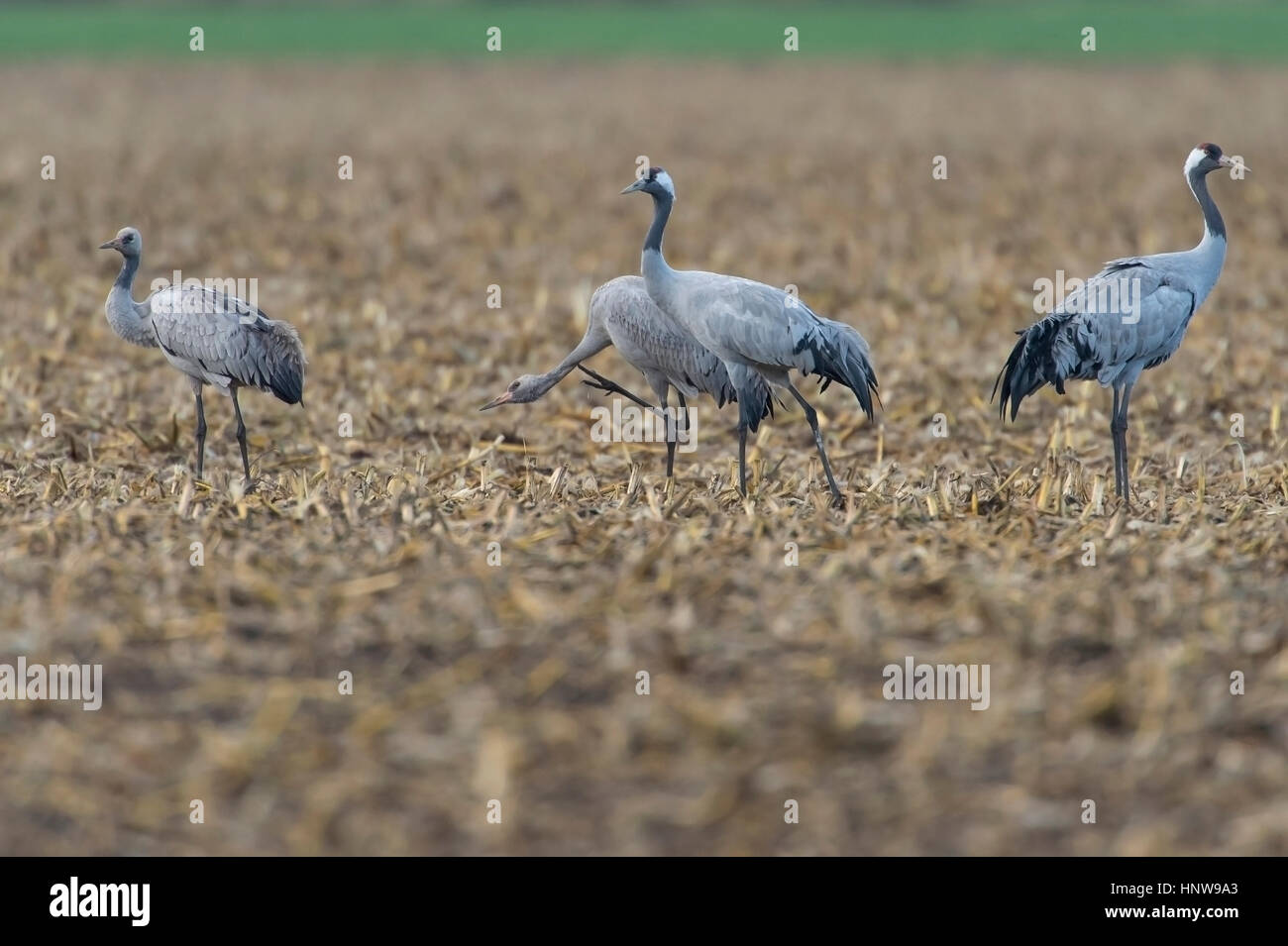 Crane, bird of the luck, Kranich, Vogel des Gluecks Stock Photo - Alamy