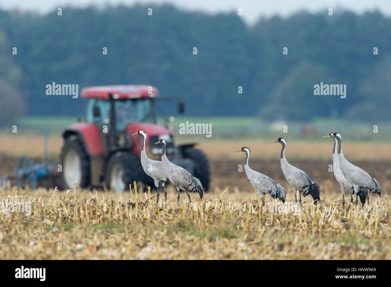 Crane, bird of the luck, Kranich, Vogel des Gluecks Stock Photo - Alamy