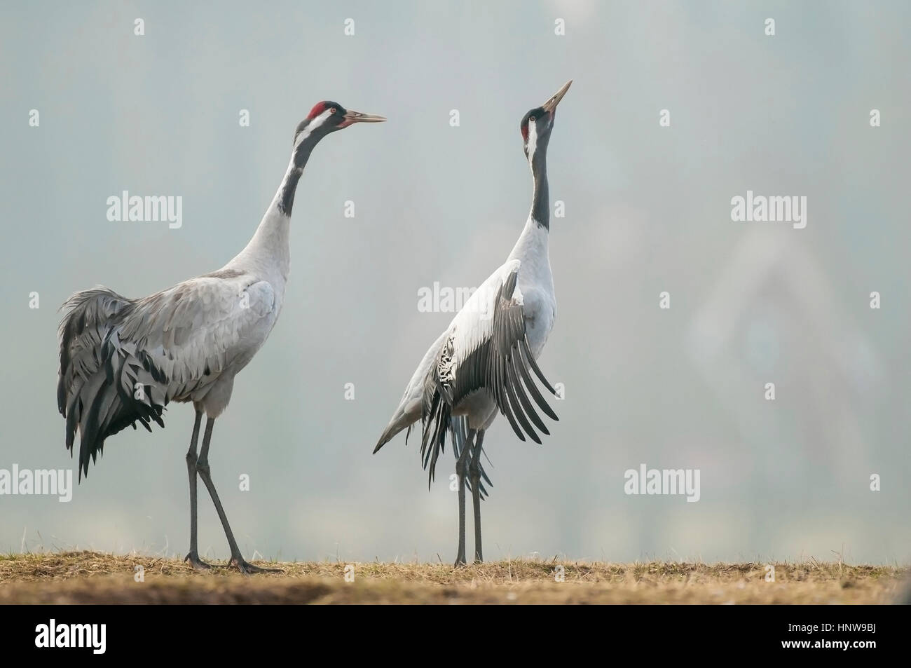 Crane, bird of the luck, Kranich, Vogel des Gluecks Stock Photo - Alamy