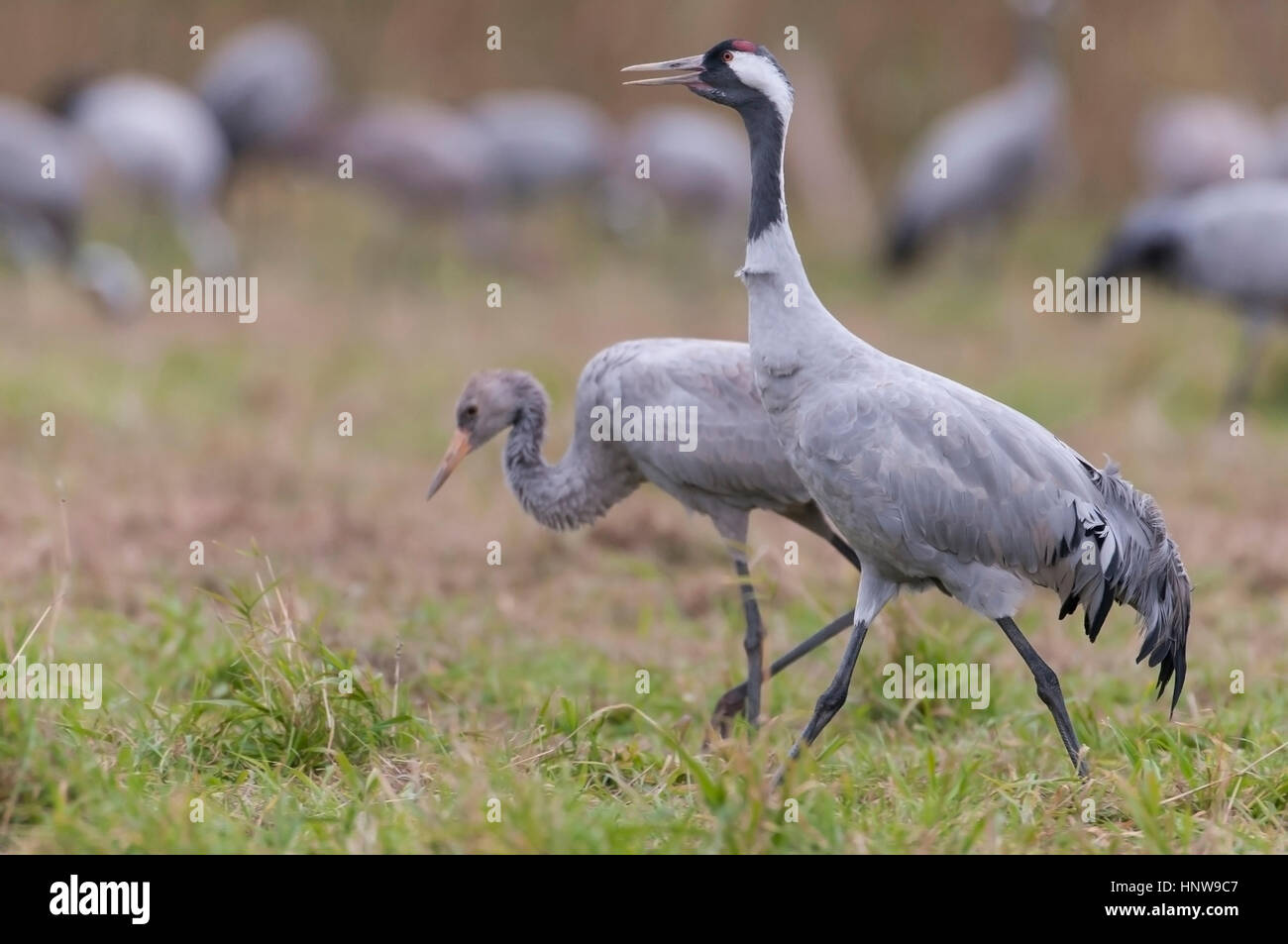 Crane, bird of the luck, Kranich, Vogel des Gluecks Stock Photo - Alamy