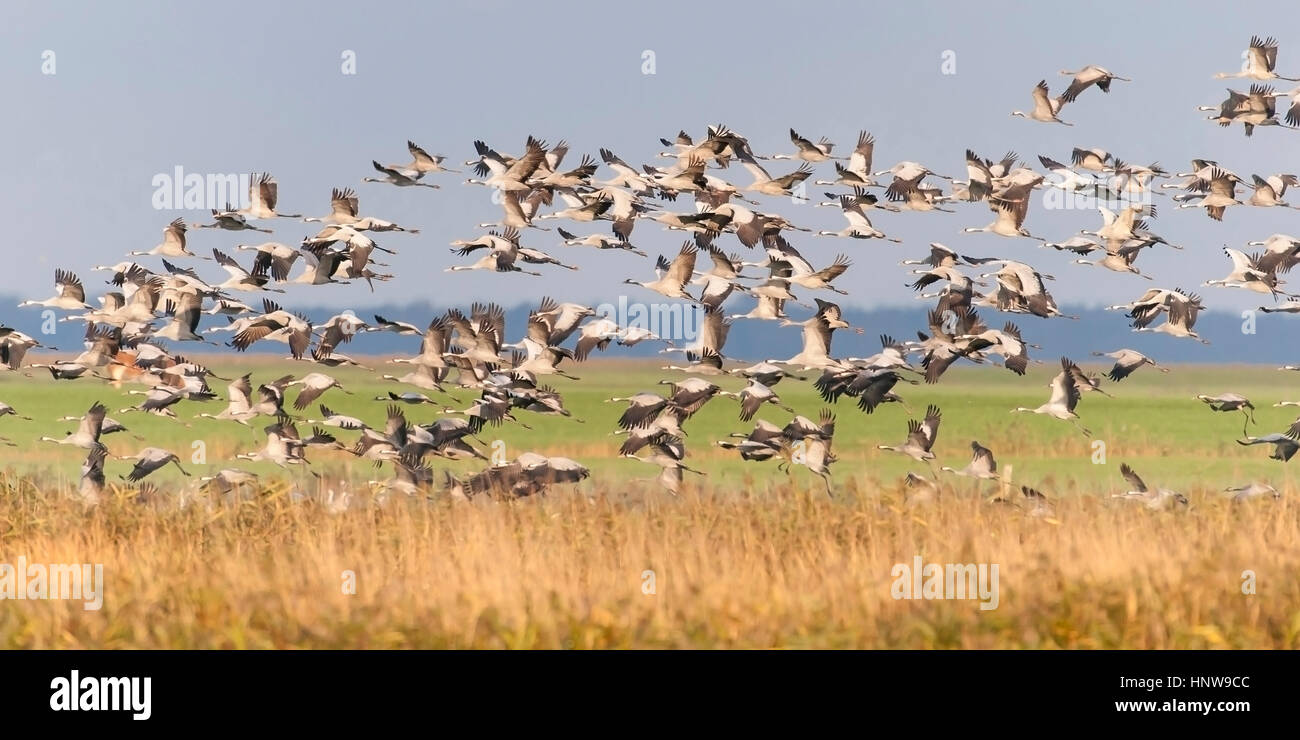 Crane, bird of the luck, Kranich, Vogel des Gluecks Stock Photo - Alamy