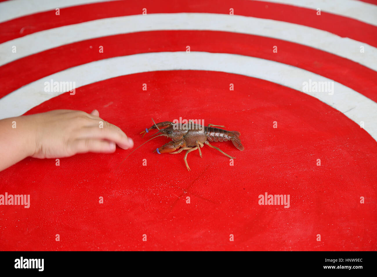 Competing a Mudbug, AKA crawdad, AKA Crawfish at 2016 Mudbug Madness ...