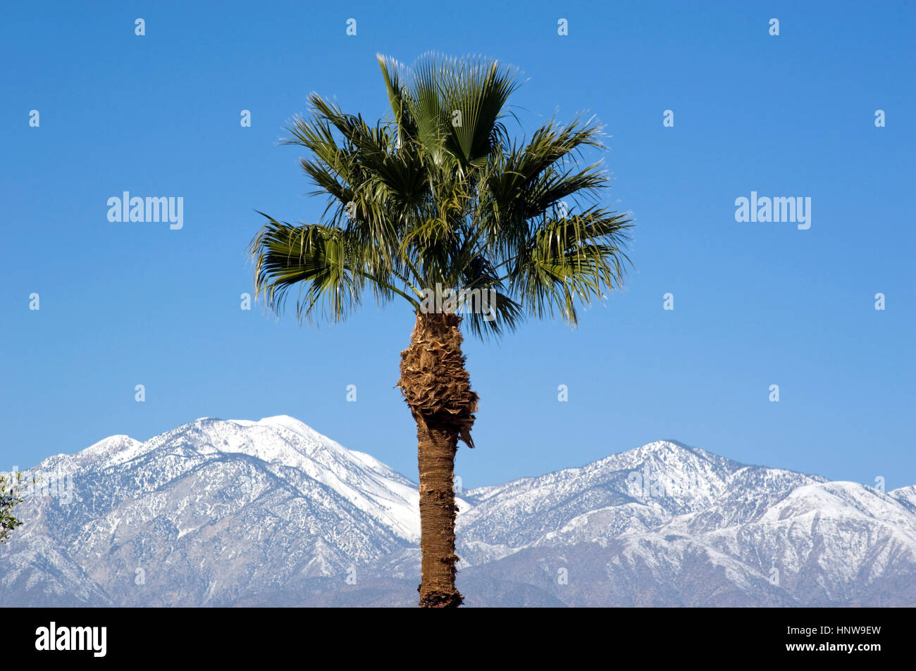 Palm tree and mountains with snow near Palm Springs, CA. USA Stock ...