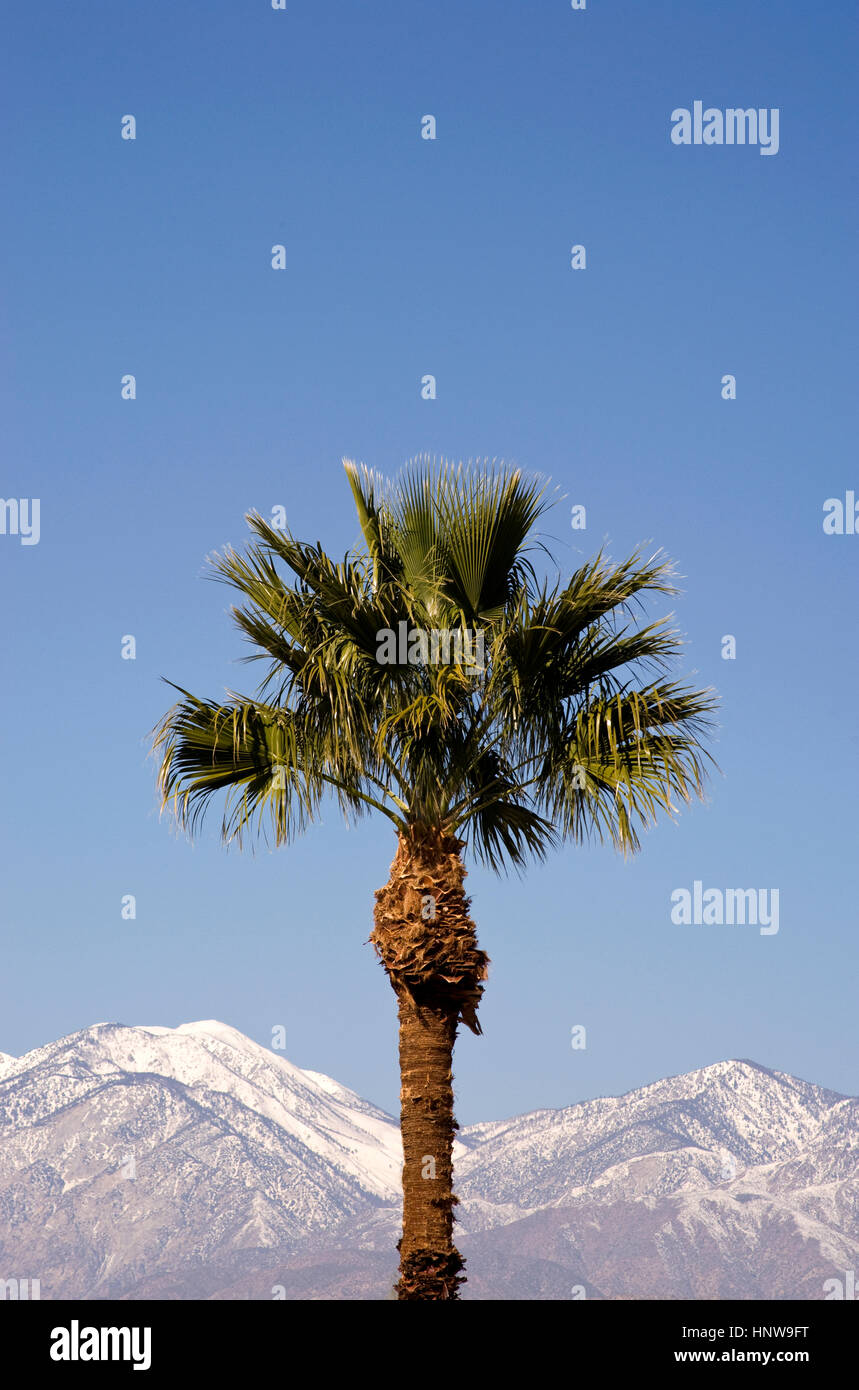 Palm tree and mountains with snow near Palm Springs, CA. USA Stock ...