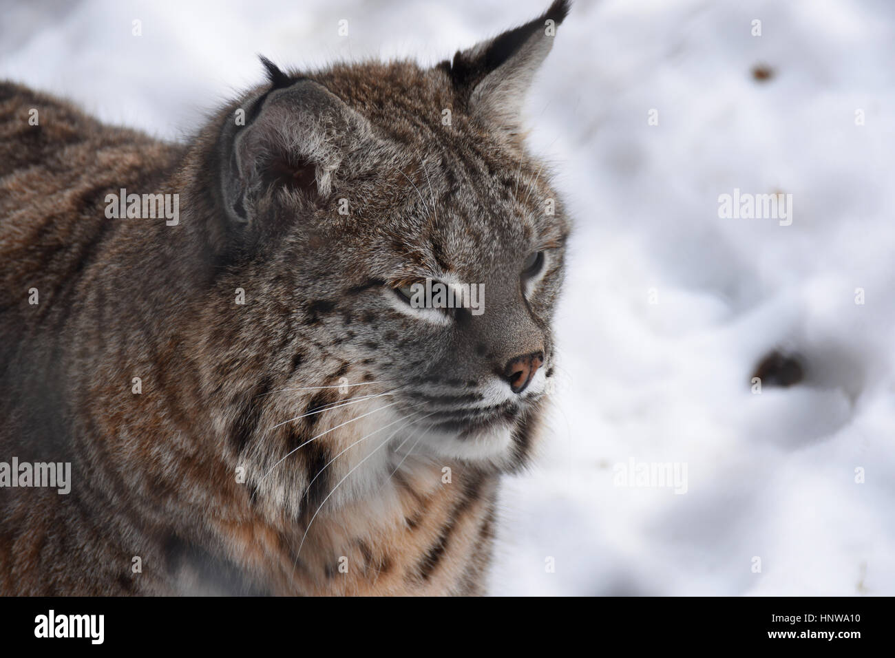 Bobcat hunt hi-res stock photography and images - Alamy
