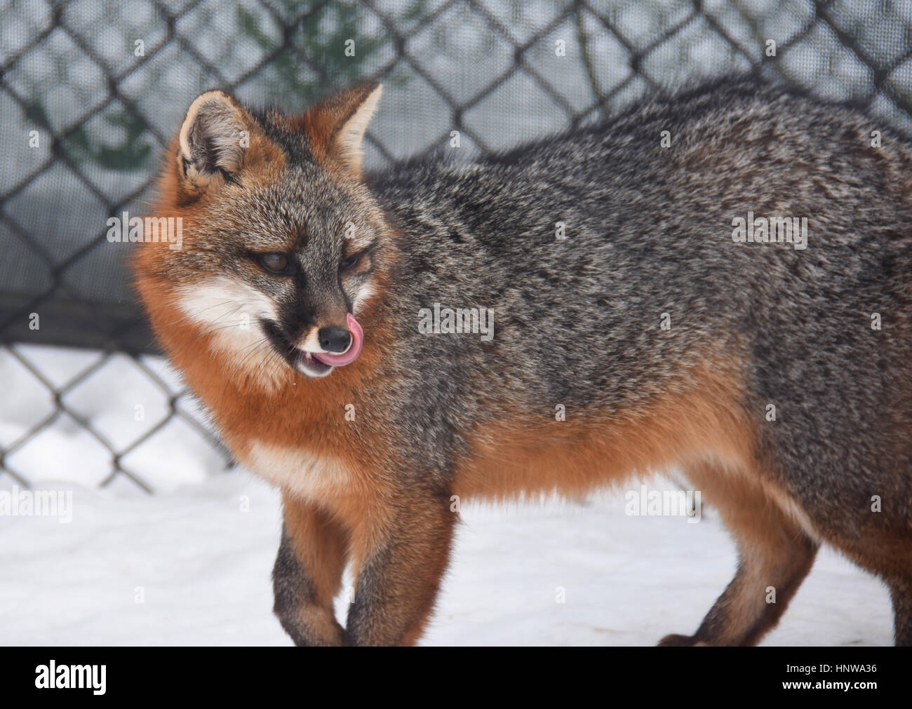 Red fox zoo hi-res stock photography and images - Alamy