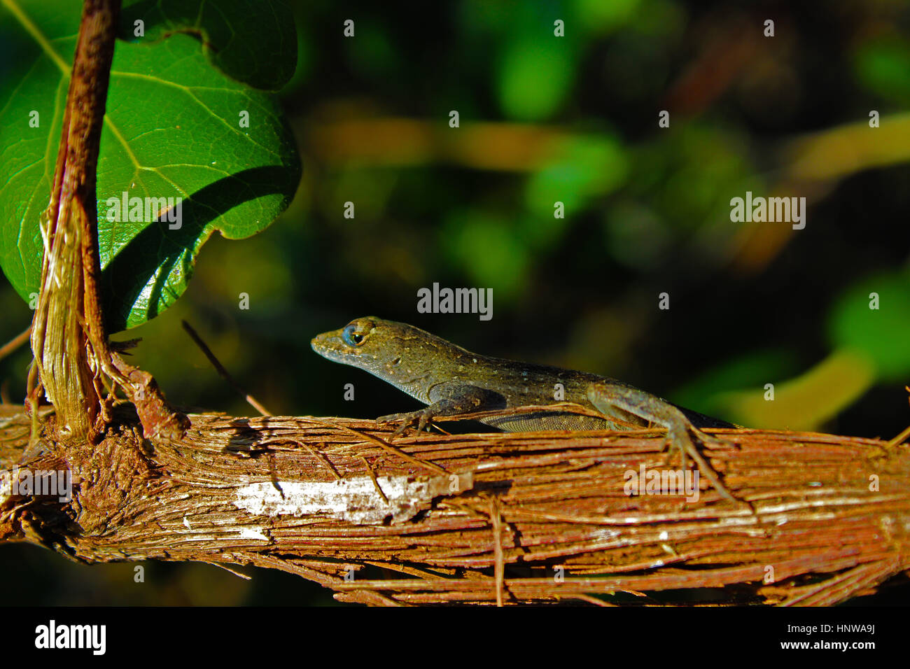 Lizard on tree Stock Photo - Alamy