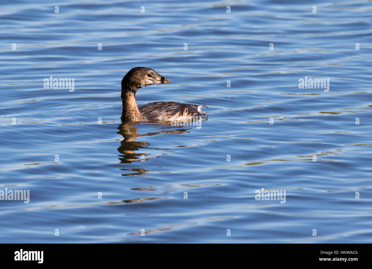 Pied-billed grebe at Brazos Bend State Park, Texas, USA Stock Photo - Alamy