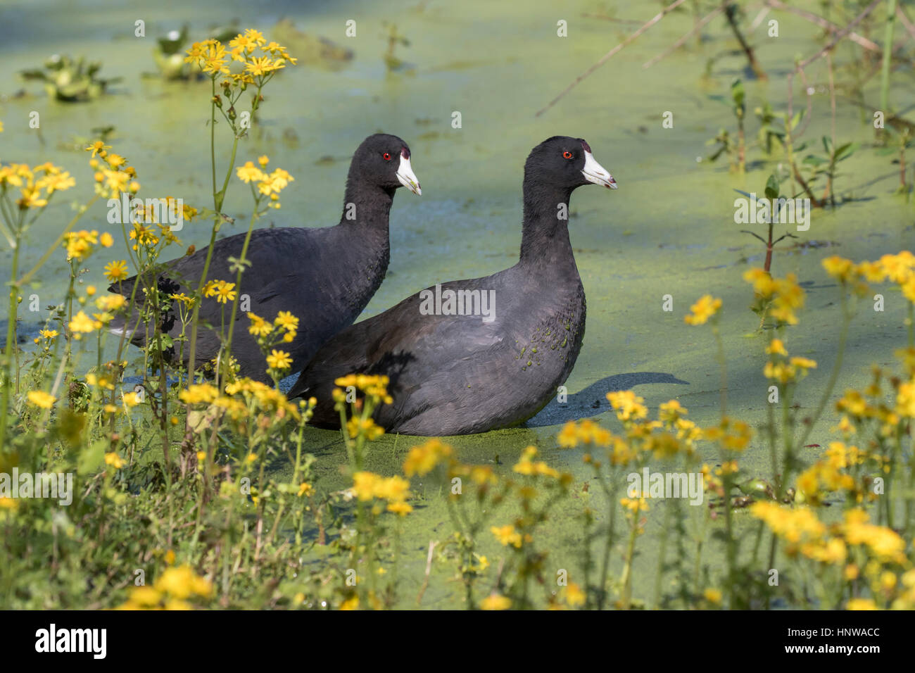 The American coot, also known as a mud hen Stock Photo - Alamy