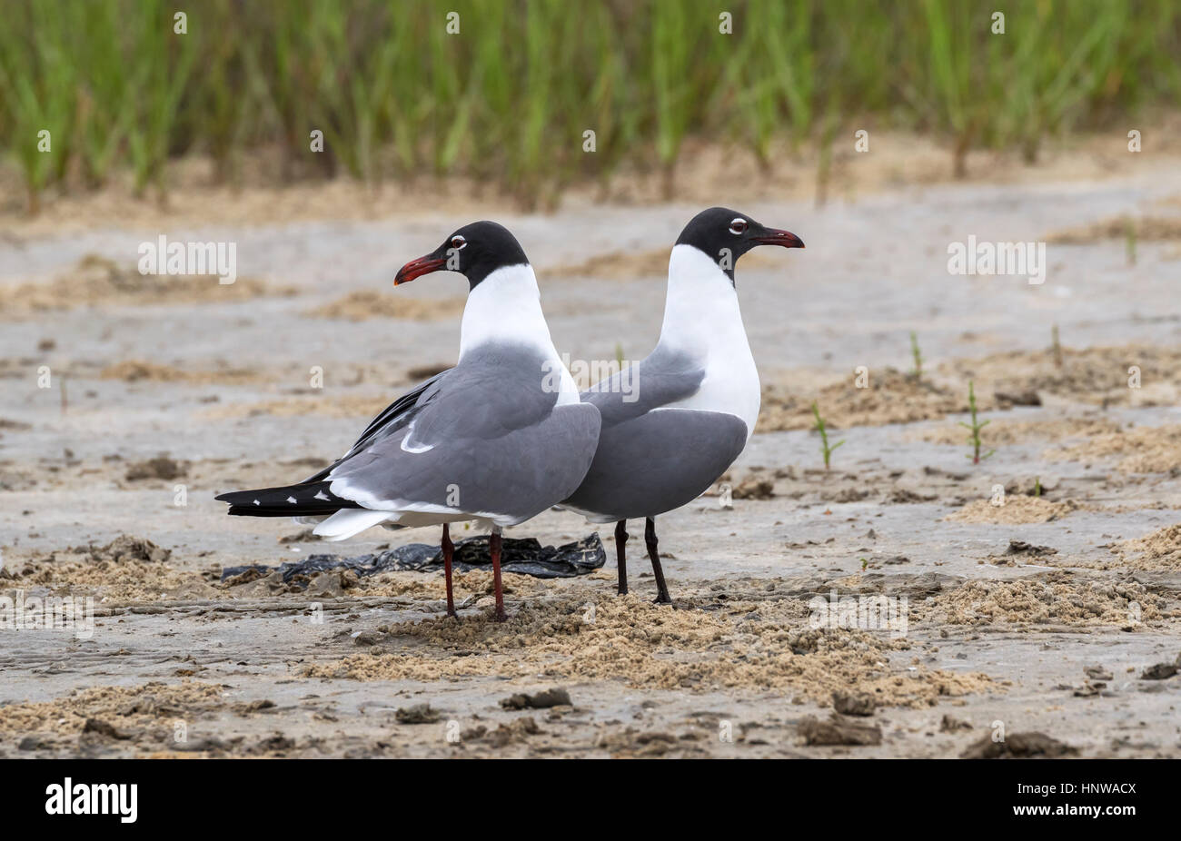 Texas gulls hi-res stock photography and images - Alamy