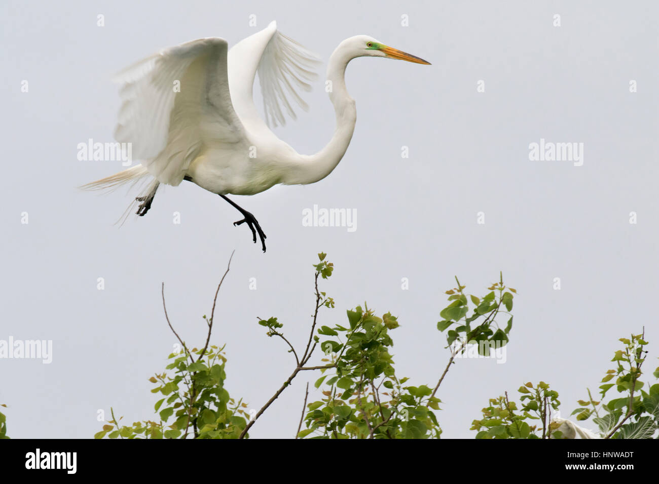 The great egret (Ardea alba) flying over rookery Stock Photo - Alamy