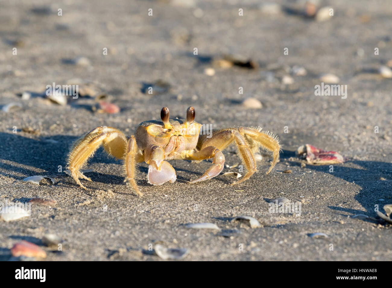 Atlantic ghost crab (Ocypode quadrata) close up Stock Photo - Alamy
