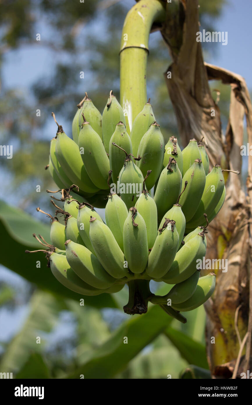 Close up of Green banana on tree, Pisang Awak banana Stock Photo - Alamy