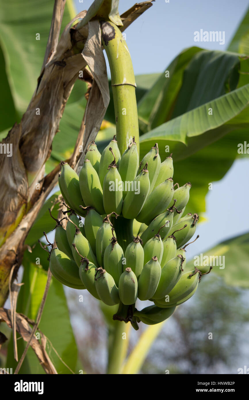 Pisang Awak High Resolution Stock Photography and Images - Alamy