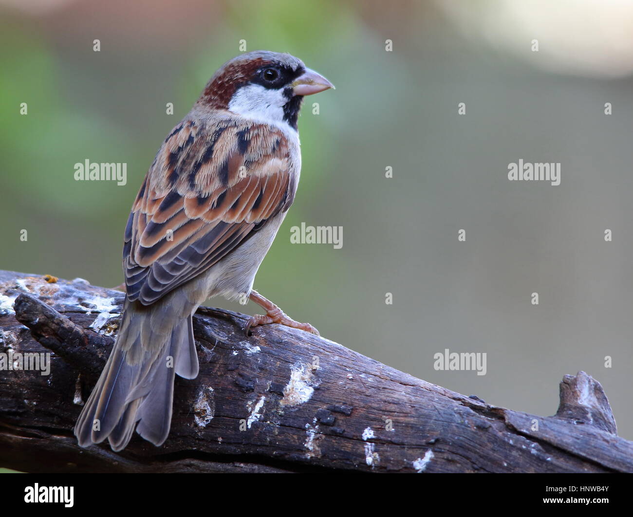 A bird perched on a dry branch against a clear and out of focus ...