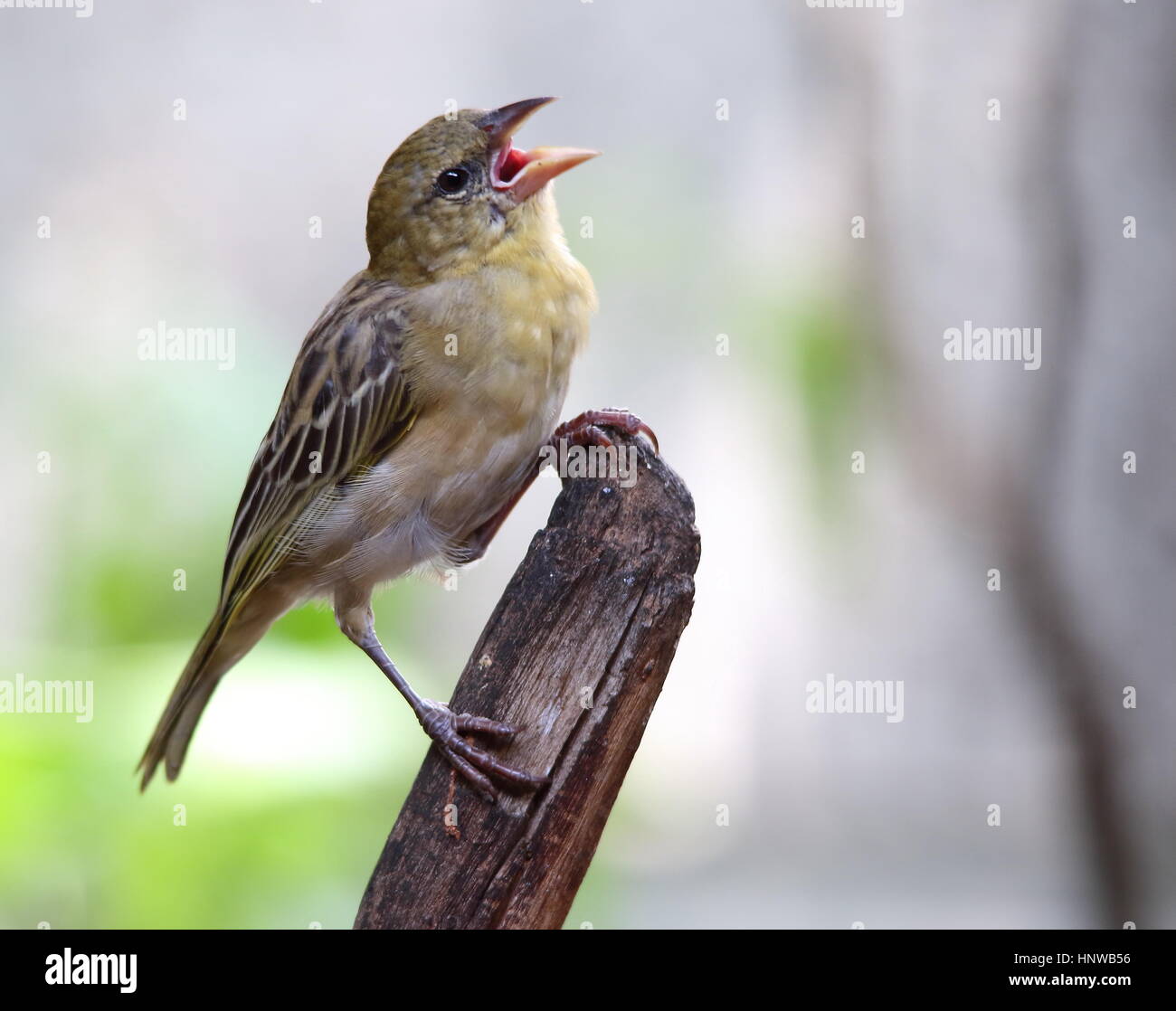 A bird perched at the top of a dry branch pointing upwards against a ...