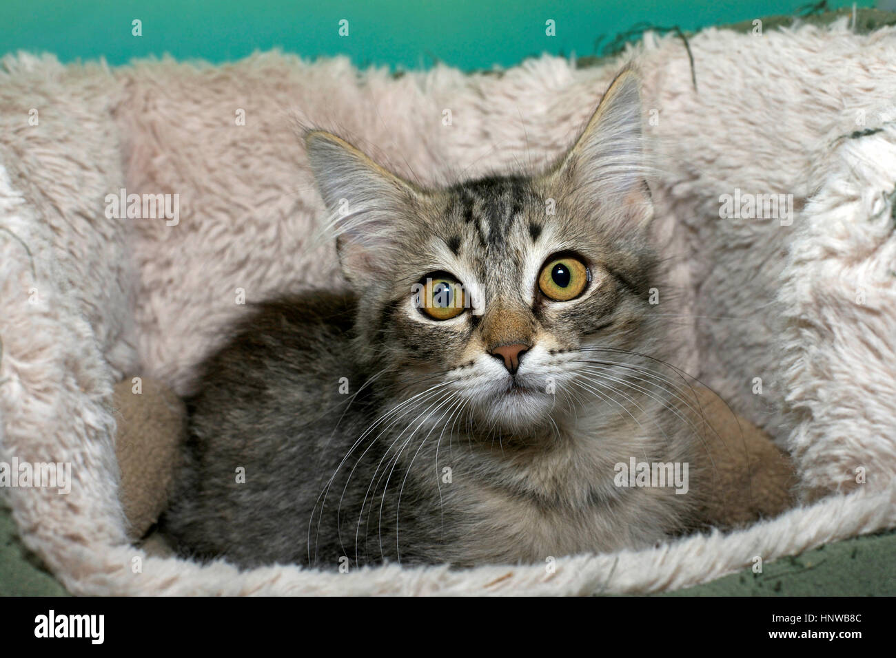 Cream Cat With Green Eyes