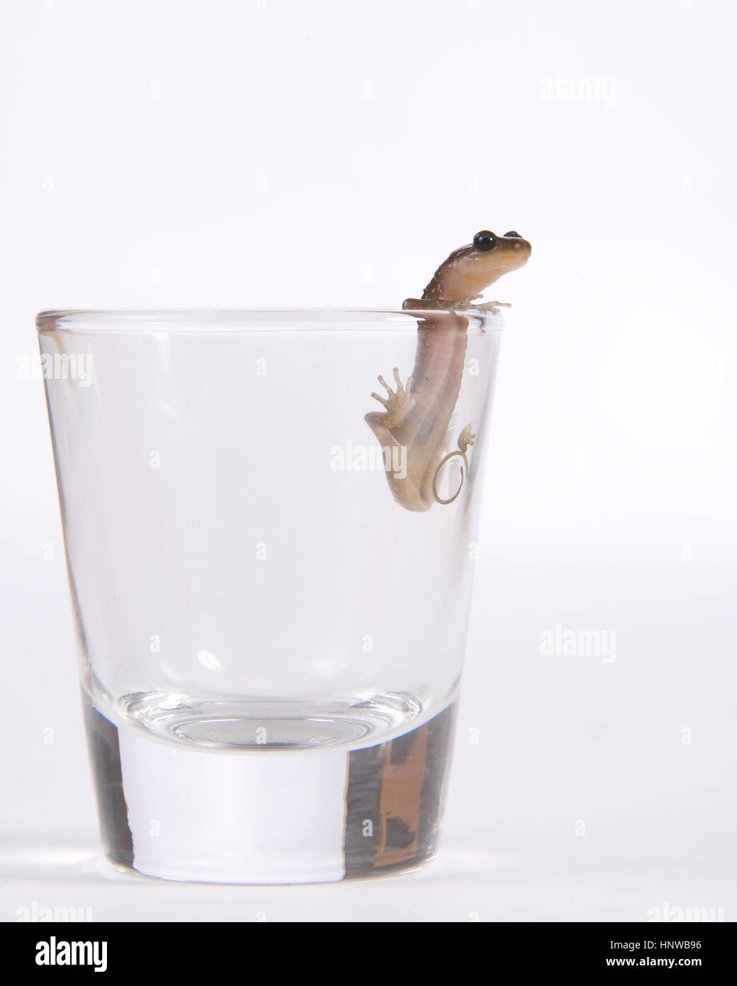 Endangered salamander hi-res stock photography and images - Alamy