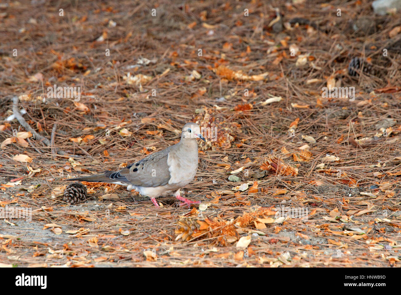 Fat dove hi-res stock photography and images - Alamy