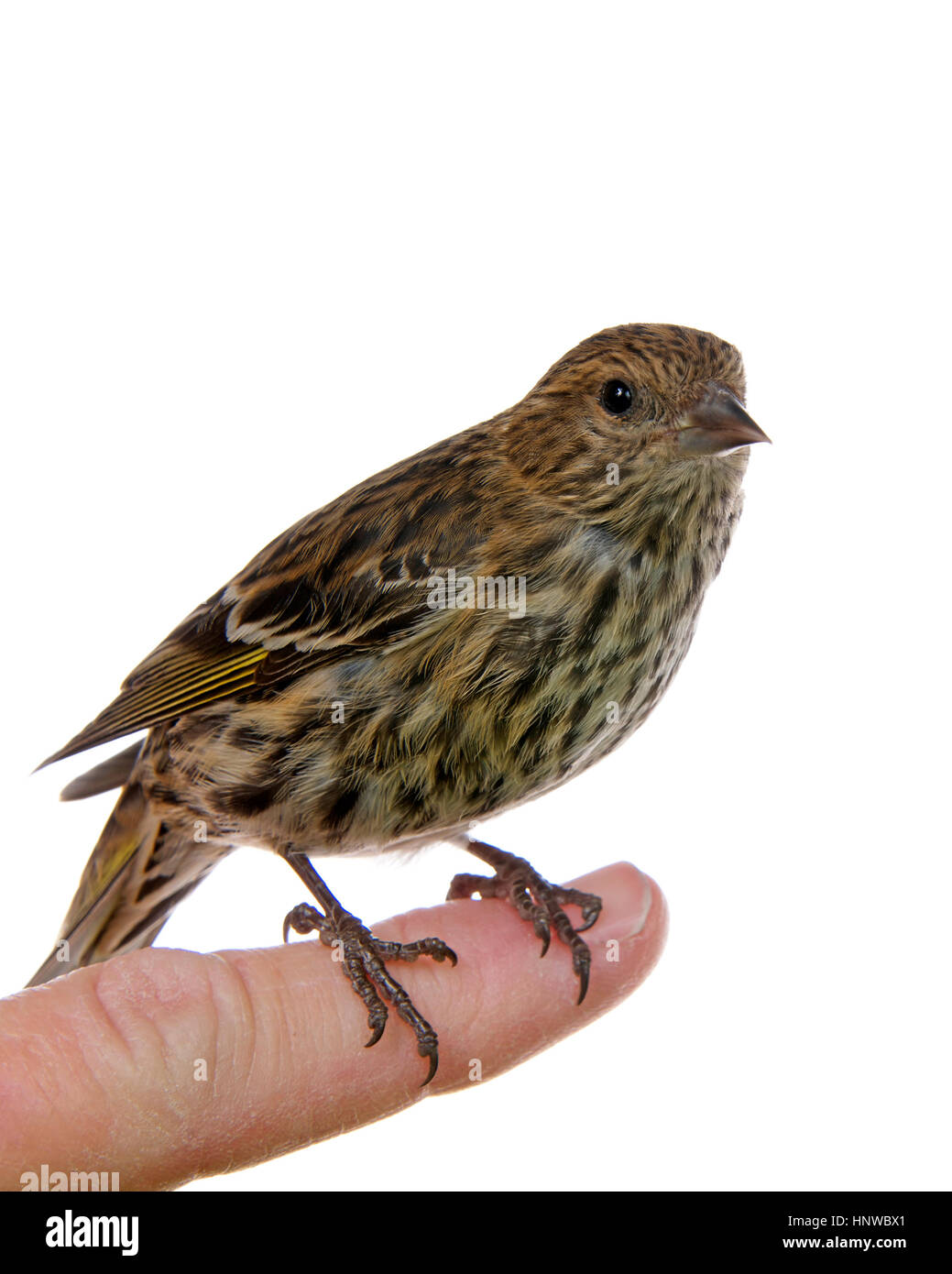 The pine siskin, Spinus pinus, a North American bird in the finch ...