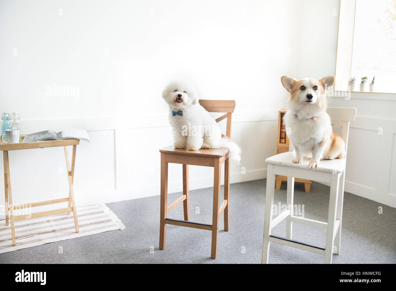 Two pet dogs Stock Photo - Alamy