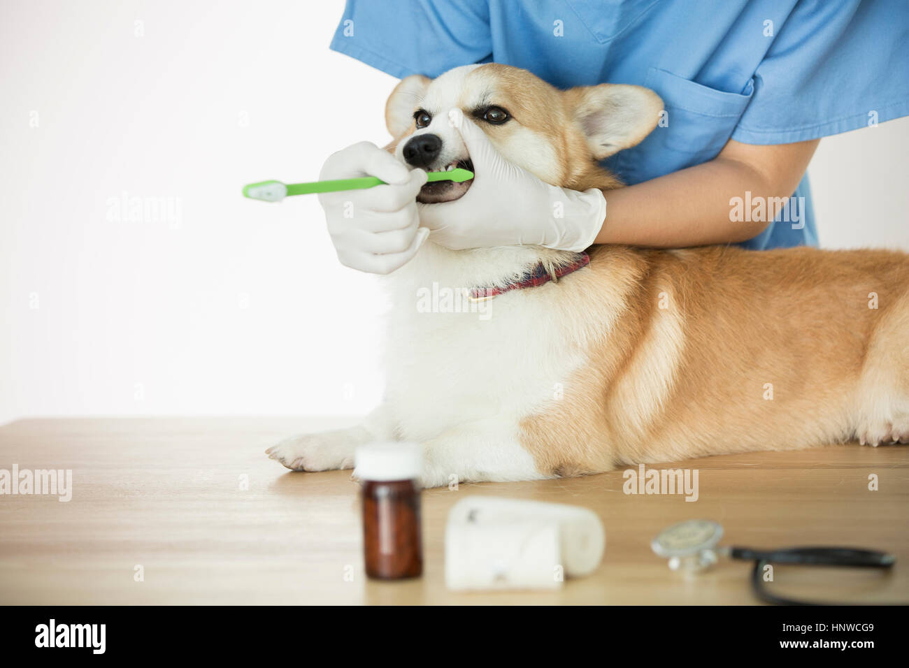 Vet care hi-res stock photography and images - Alamy