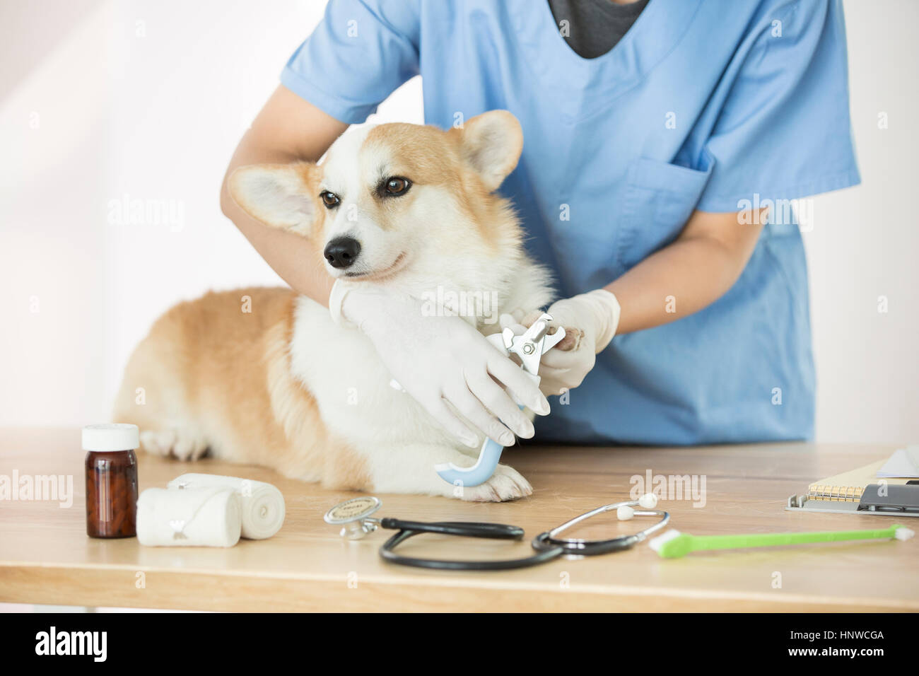 Vet taking care of pet dog Stock Photo - Alamy