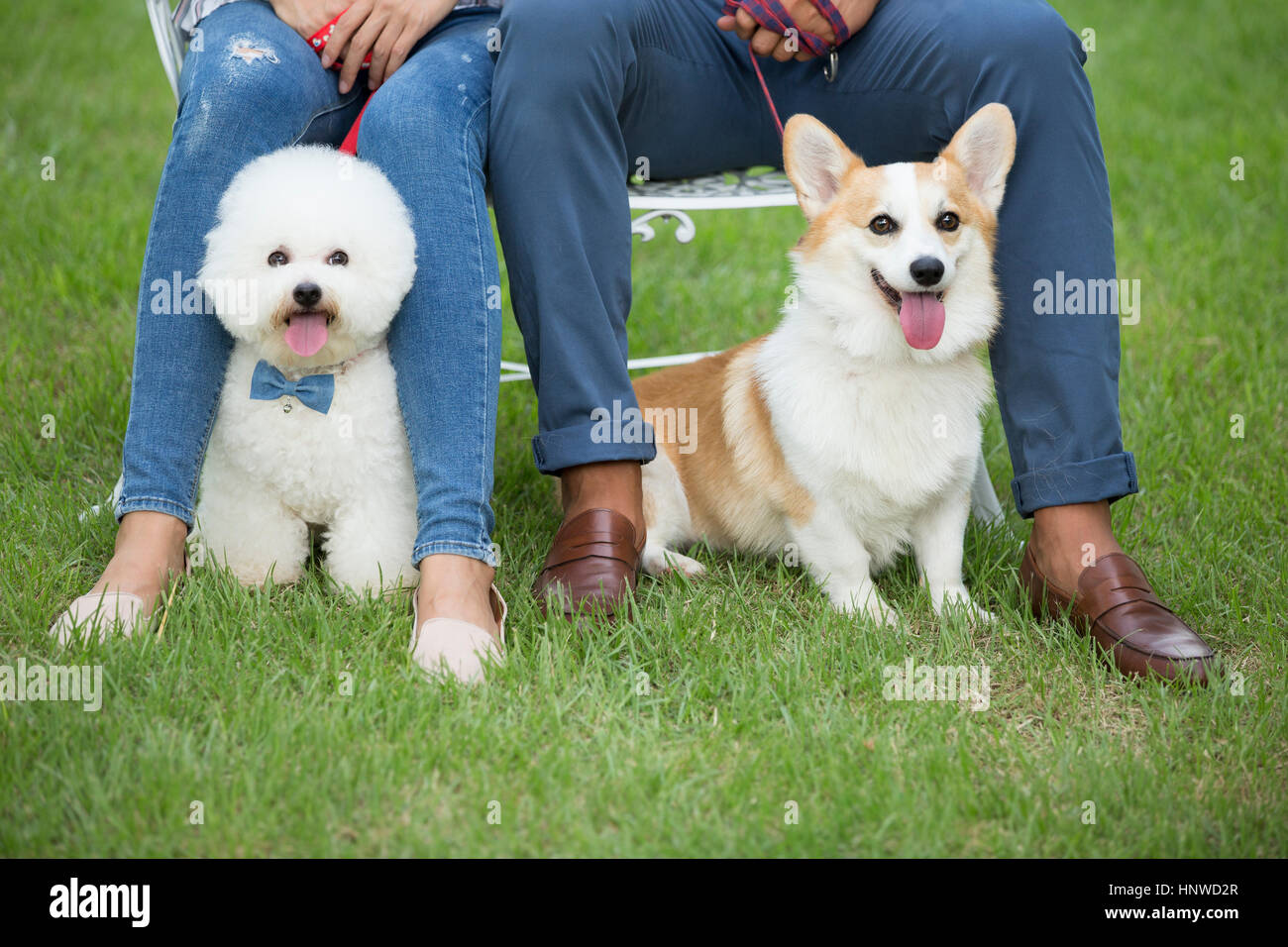 Couple with pet dogs Stock Photo - Alamy
