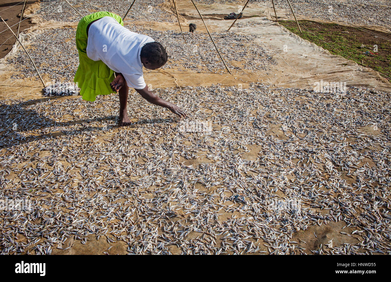 woman at work, putting the fish to dry, the fishing village of Litari ...