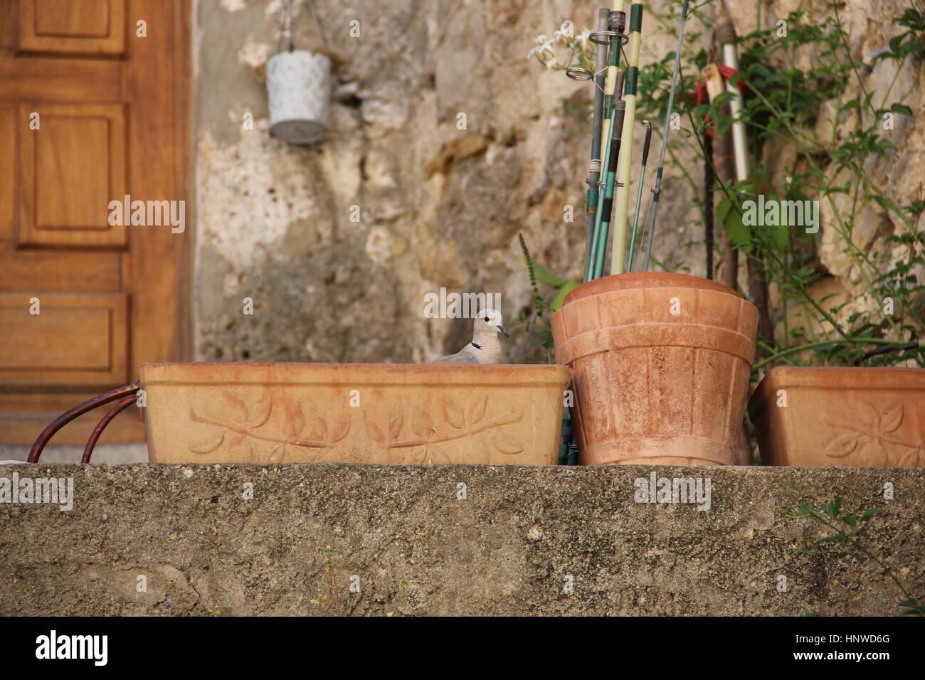 Dove sitting in flower box in front of rustic french stone house Stock ...