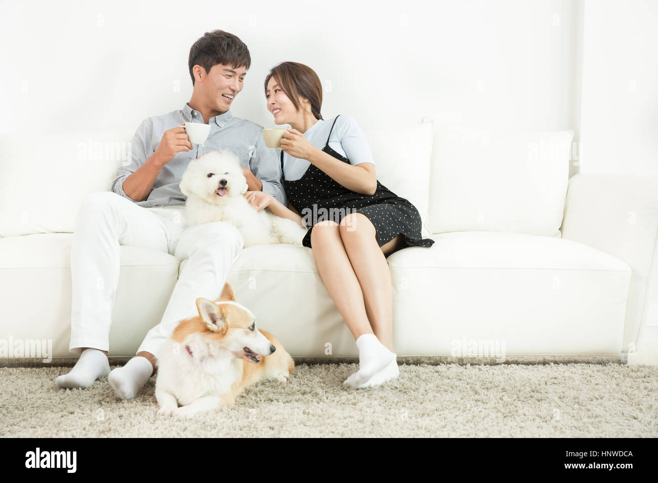 Teacup dogs hi-res stock photography and images - Alamy
