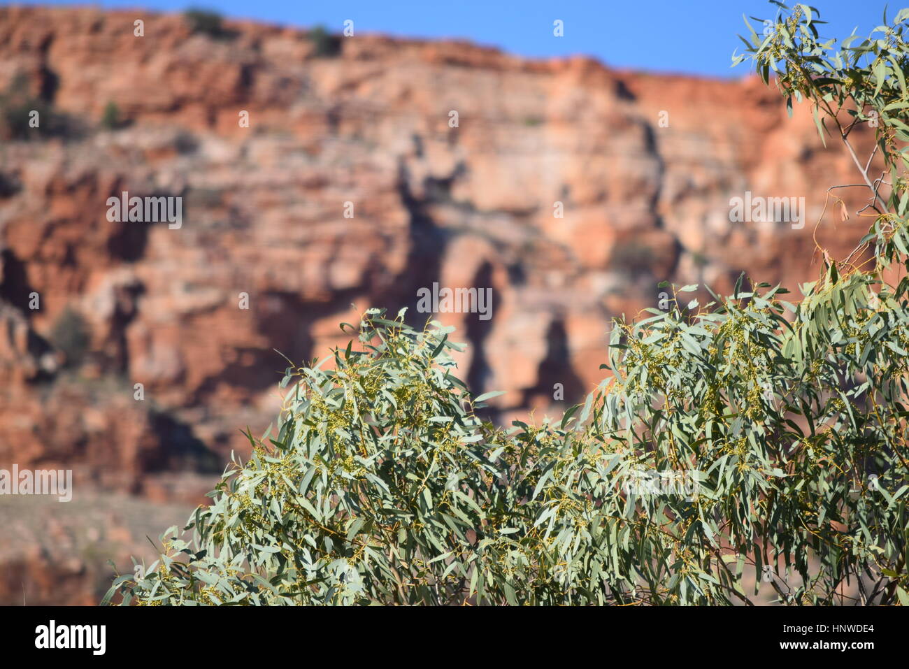 Back to the bush Stock Photo - Alamy