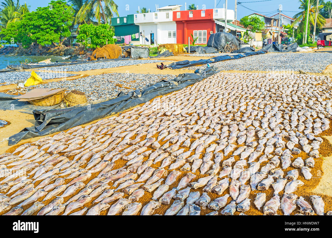 The dry fish is the basis of coastal cuisine, the shores of Negombo ...