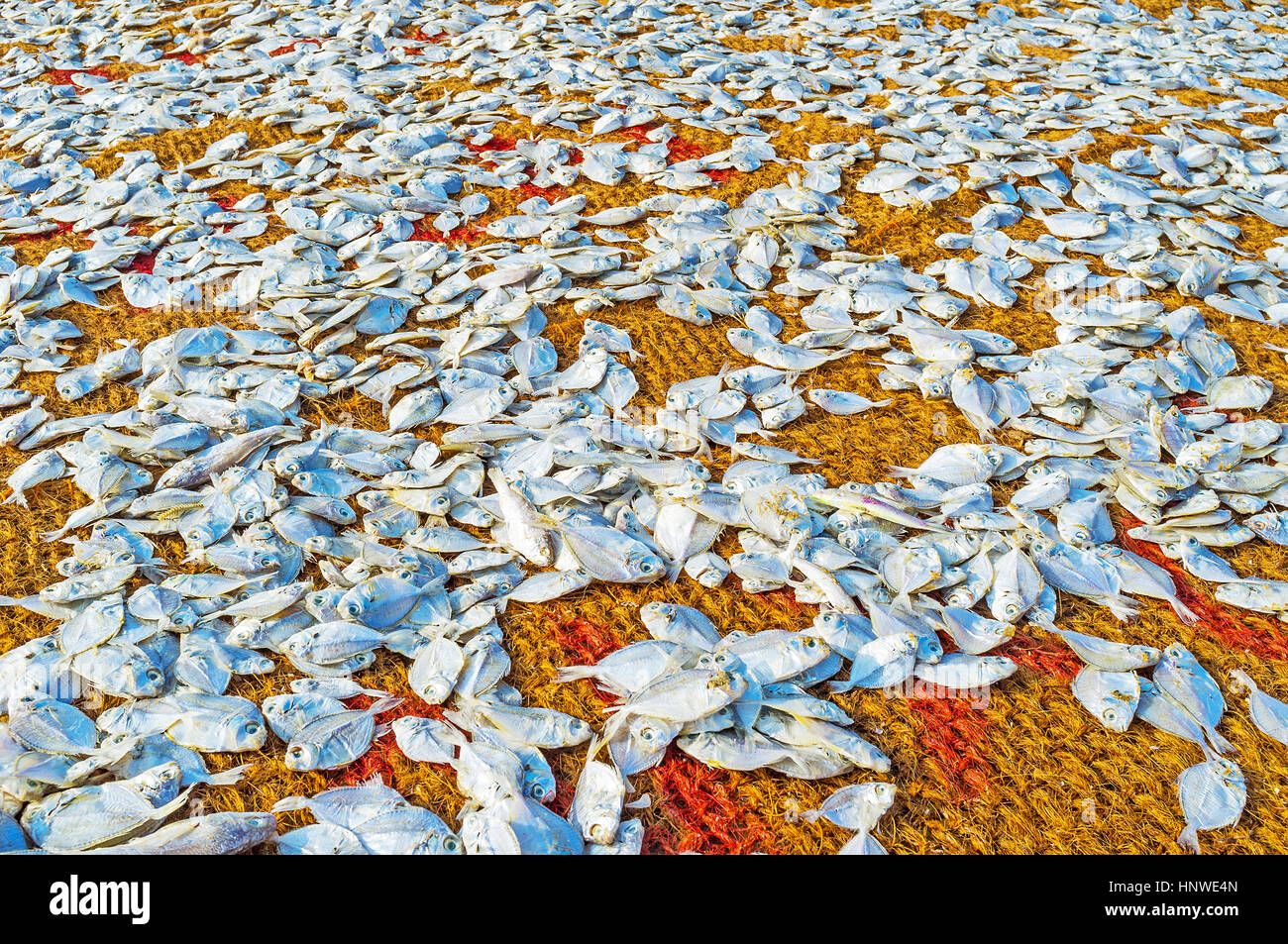 The dried ponyfishes (leiognathidae) on the sackcloth at Negombo port ...