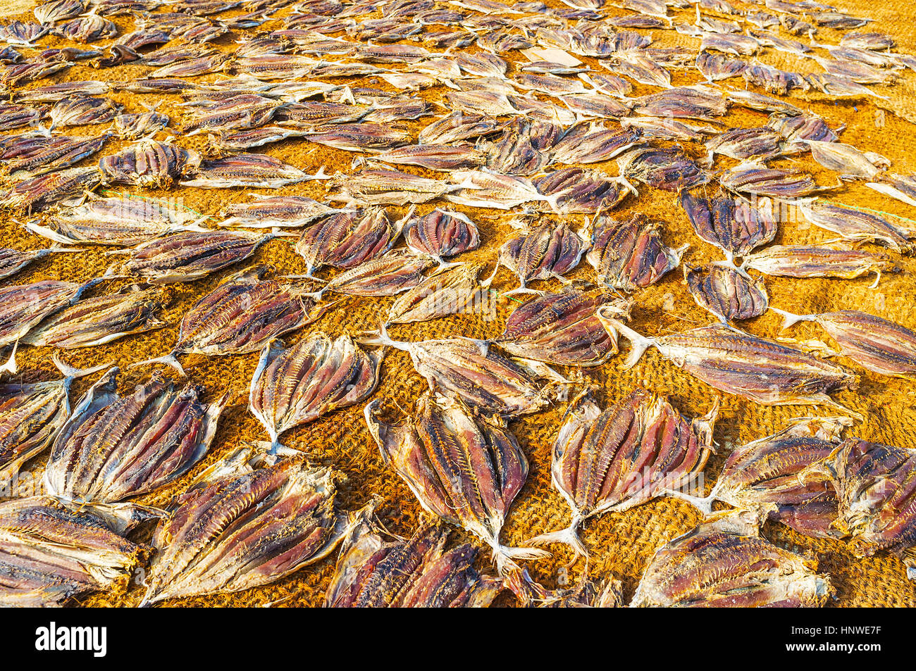 The fishing background in brown scale, the flattened fish bodies dry in ...