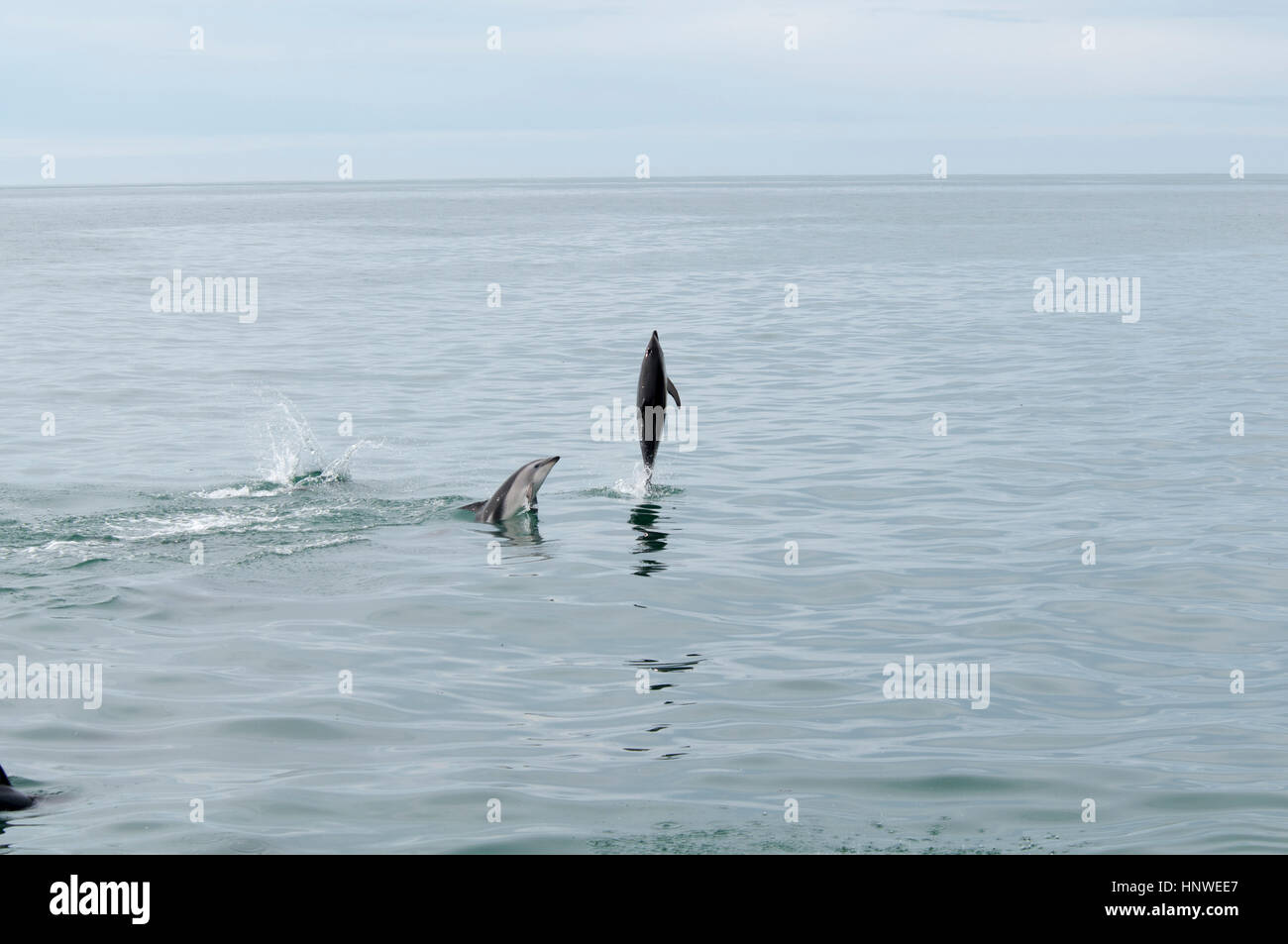 Dusky Dolphin jumping in the Pacific Ocean near Kaikoura in New Zealand ...