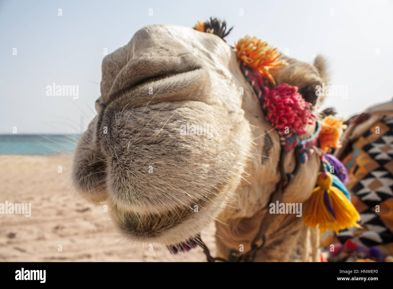 Camel blanket hi-res stock photography and images - Alamy