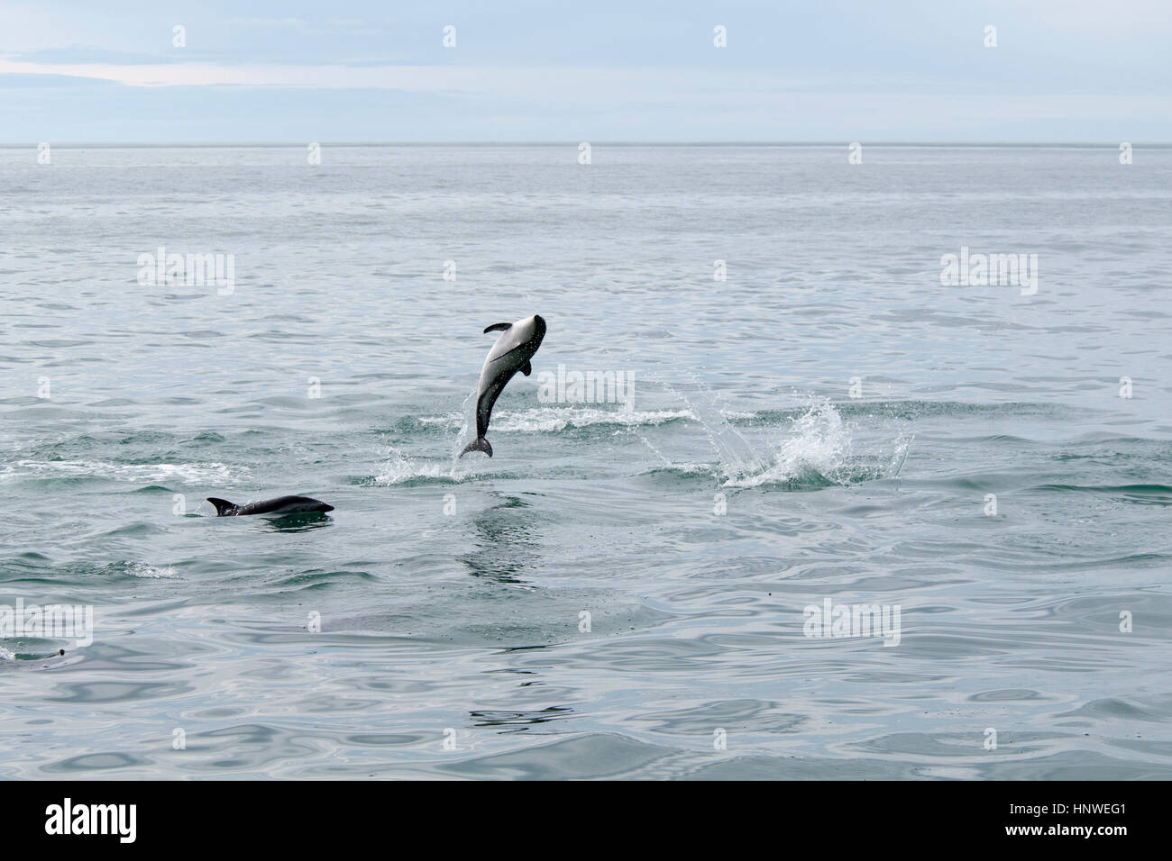 Dusky Dolphin jumping in the Pacific Ocean near Kaikoura in New Zealand ...